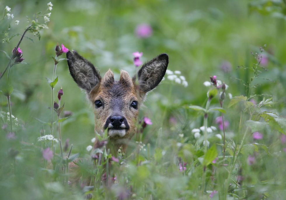 RECHAUFFEMENT CLIMATIQUE ET SECHERESSE : DEUX ENNEMIS POUR LE CHEVREUIL ...